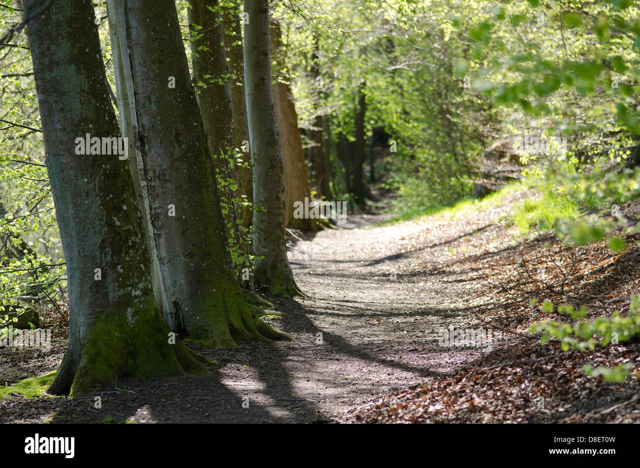 Forest path with beech trees hi-res stock photography and images - Alamy