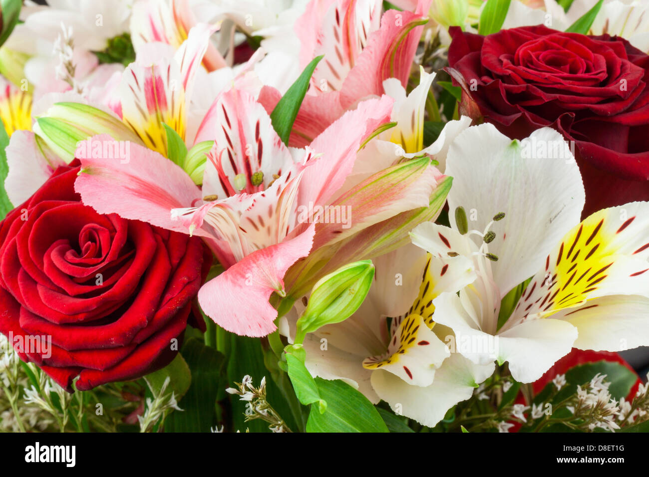 Daisy and roses hi-res stock photography and images - Alamy