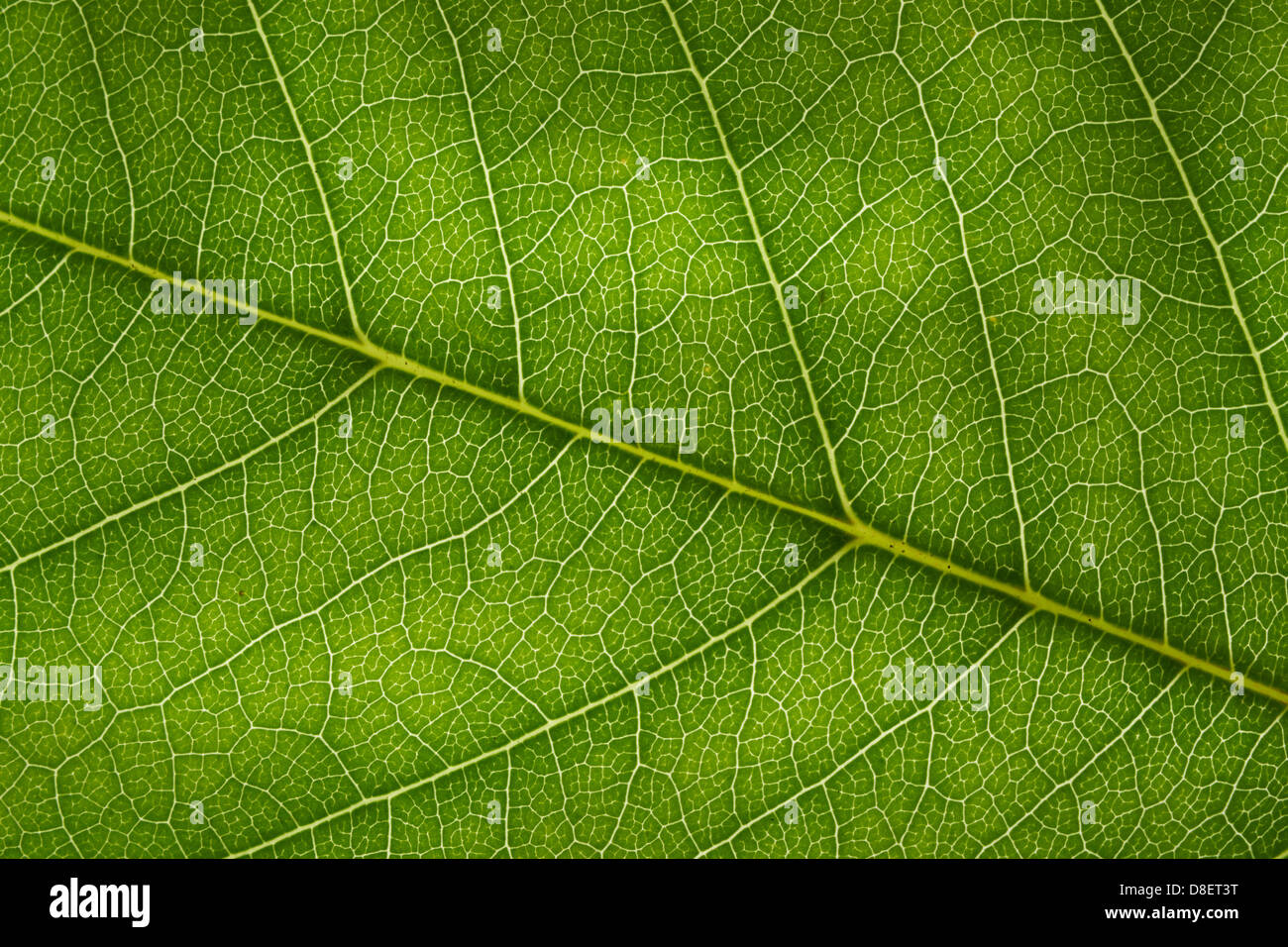 Macro of leaf Stock Photo - Alamy