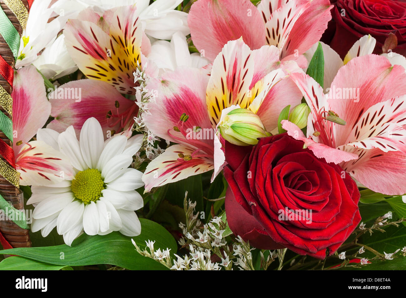 Daisy and roses hi-res stock photography and images - Alamy