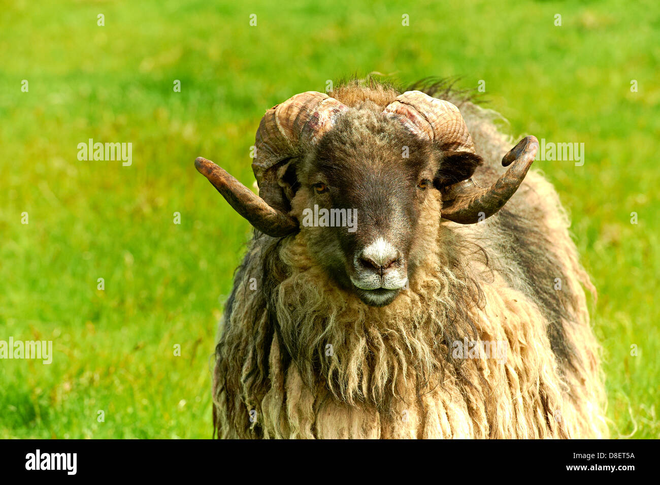 Merino rams hi-res stock photography and images - Alamy