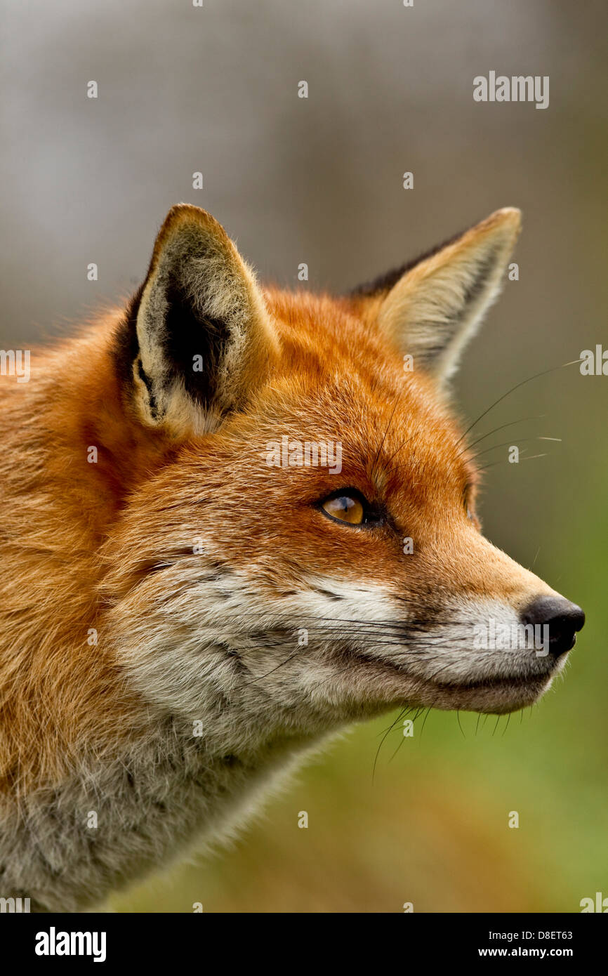 A Red fox portrait taken in surrey, england, during the spring Stock ...