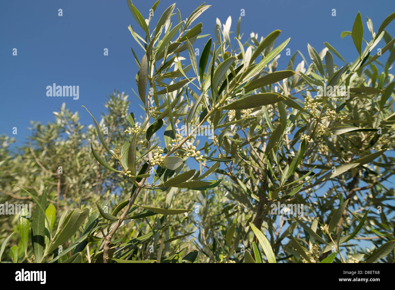 Olive tree branches in April, with the first tiny seeds showing up ...