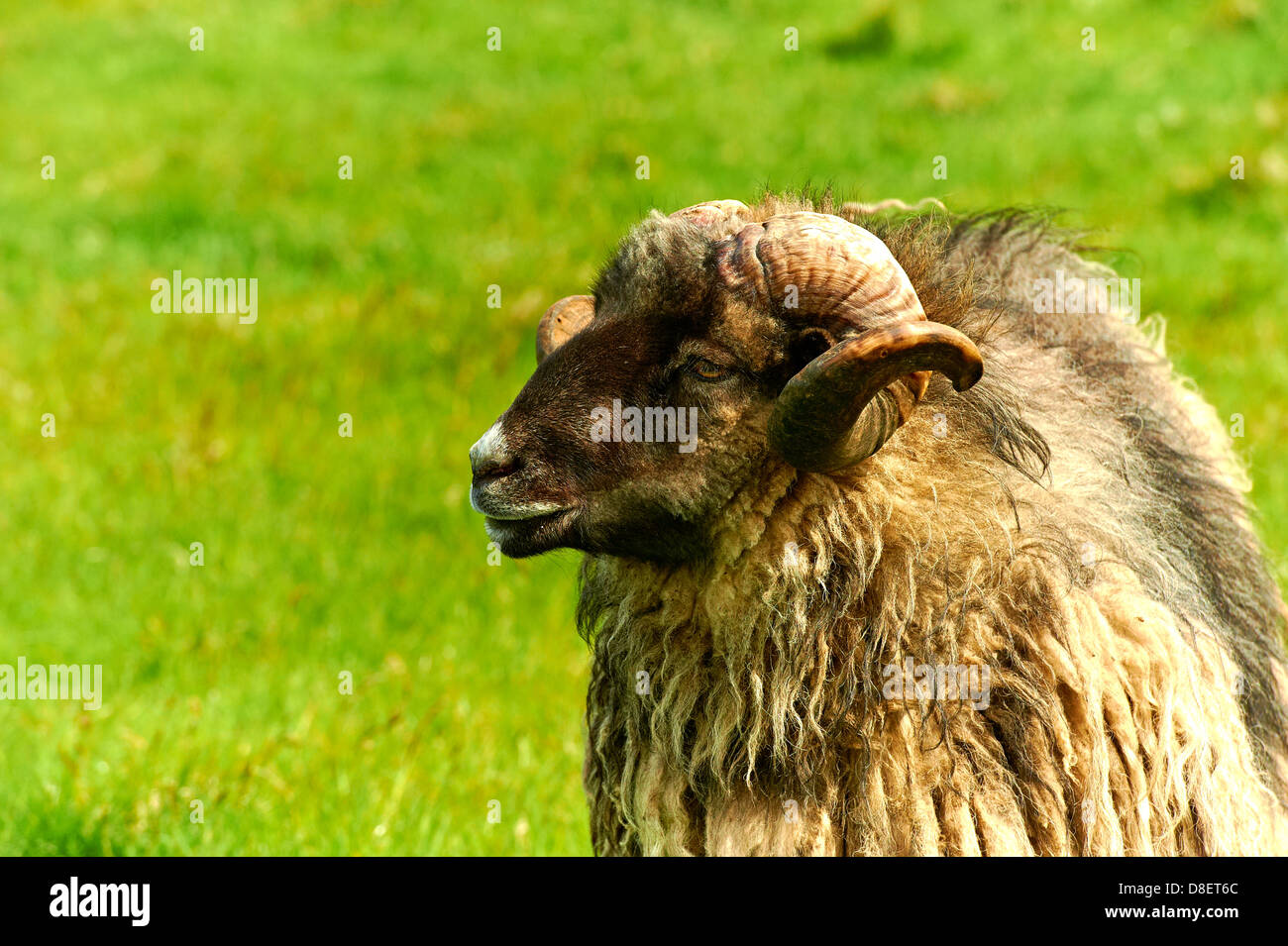Adult ram sheep in a grass field Stock Photo - Alamy