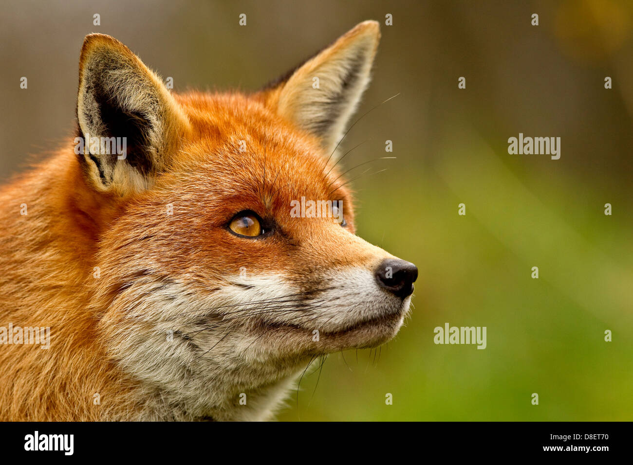 A Red fox portrait taken in surrey, england, during the spring Stock ...