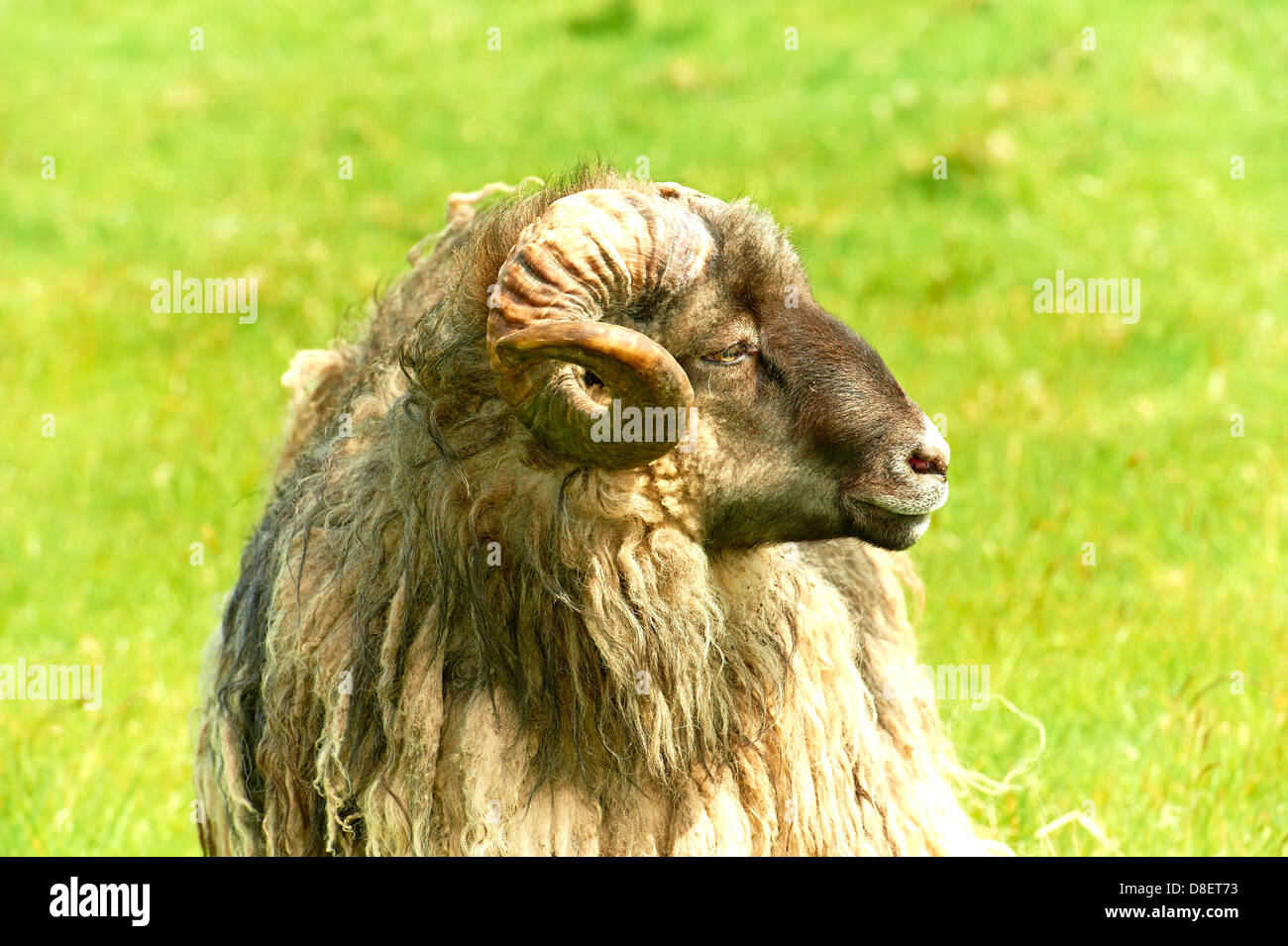 Adult ram sheep in a grass field Stock Photo - Alamy