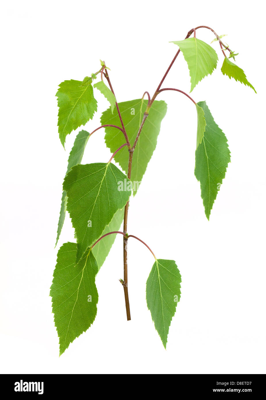 Birch branch isolated on white background Stock Photo - Alamy