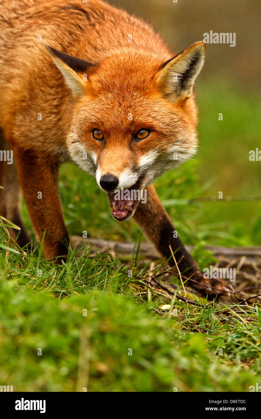 A Red fox on the prowl and its spotted that I am present Stock Photo ...