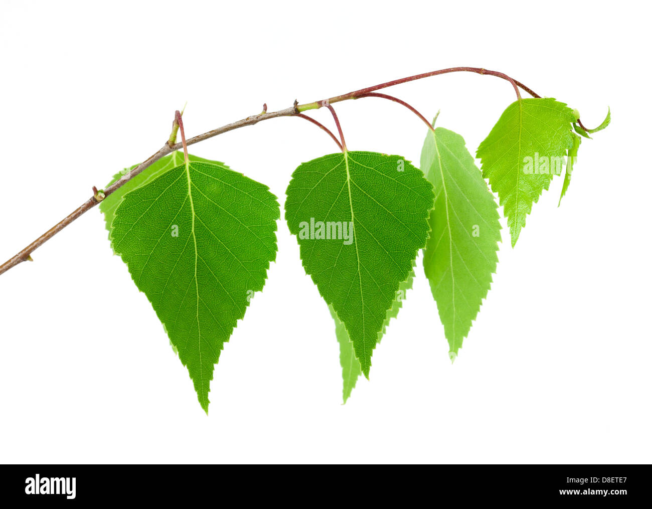 Birch branch isolated on white background Stock Photo - Alamy