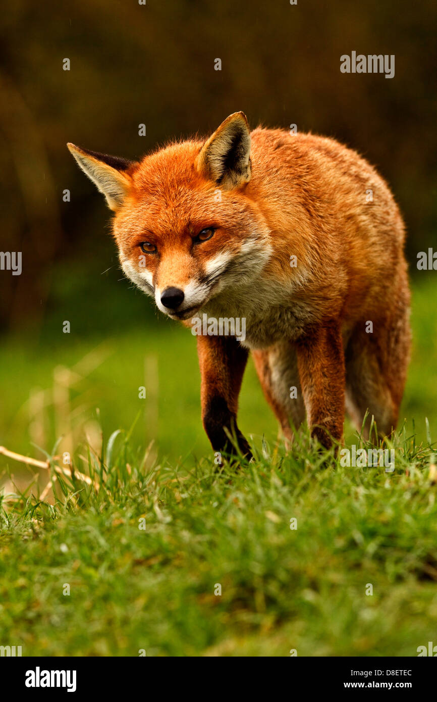 A Red Fox on the prowl and in search of its daily meal Stock Photo - Alamy