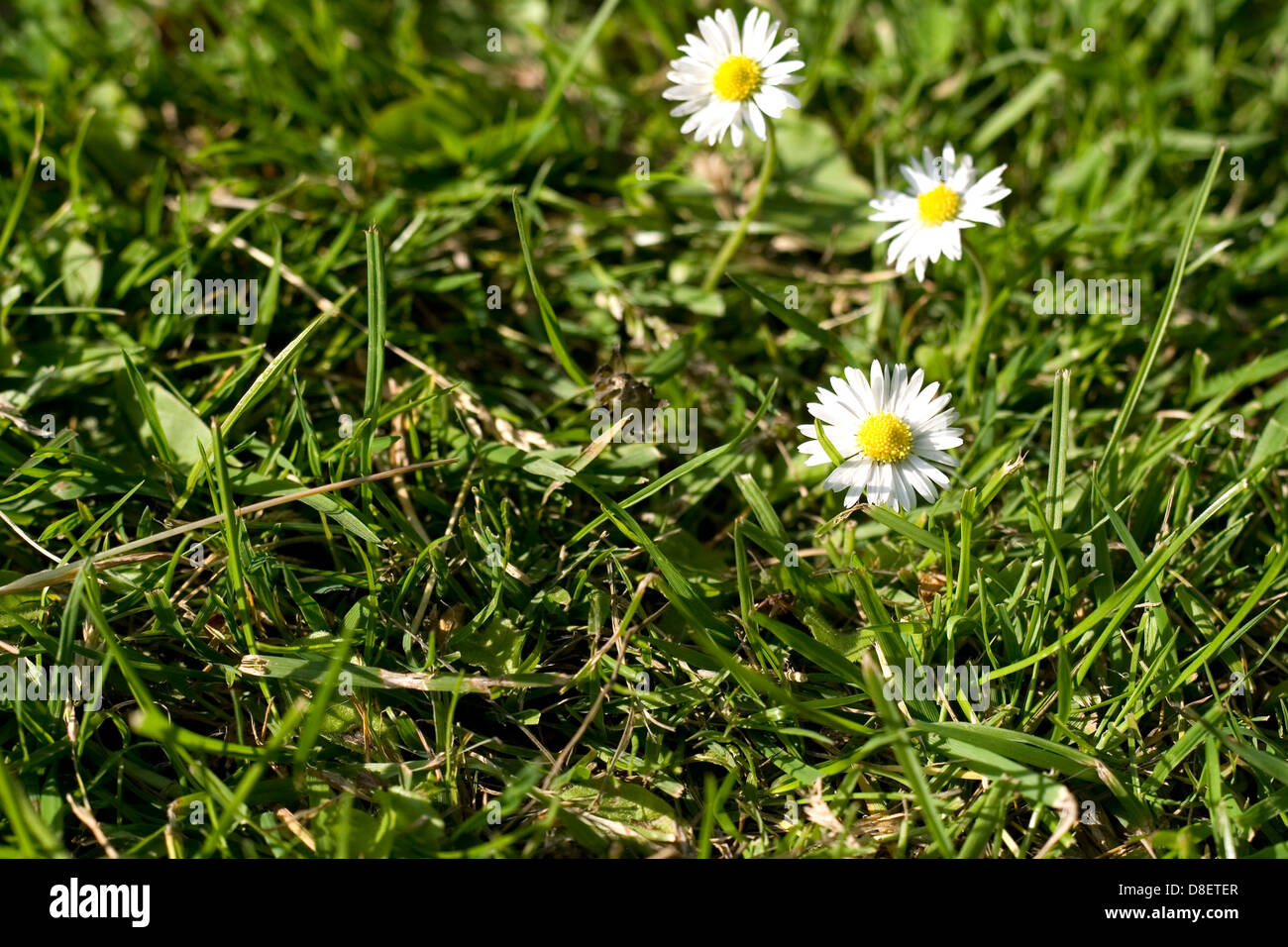 Three Daisies in grass Stock Photo - Alamy
