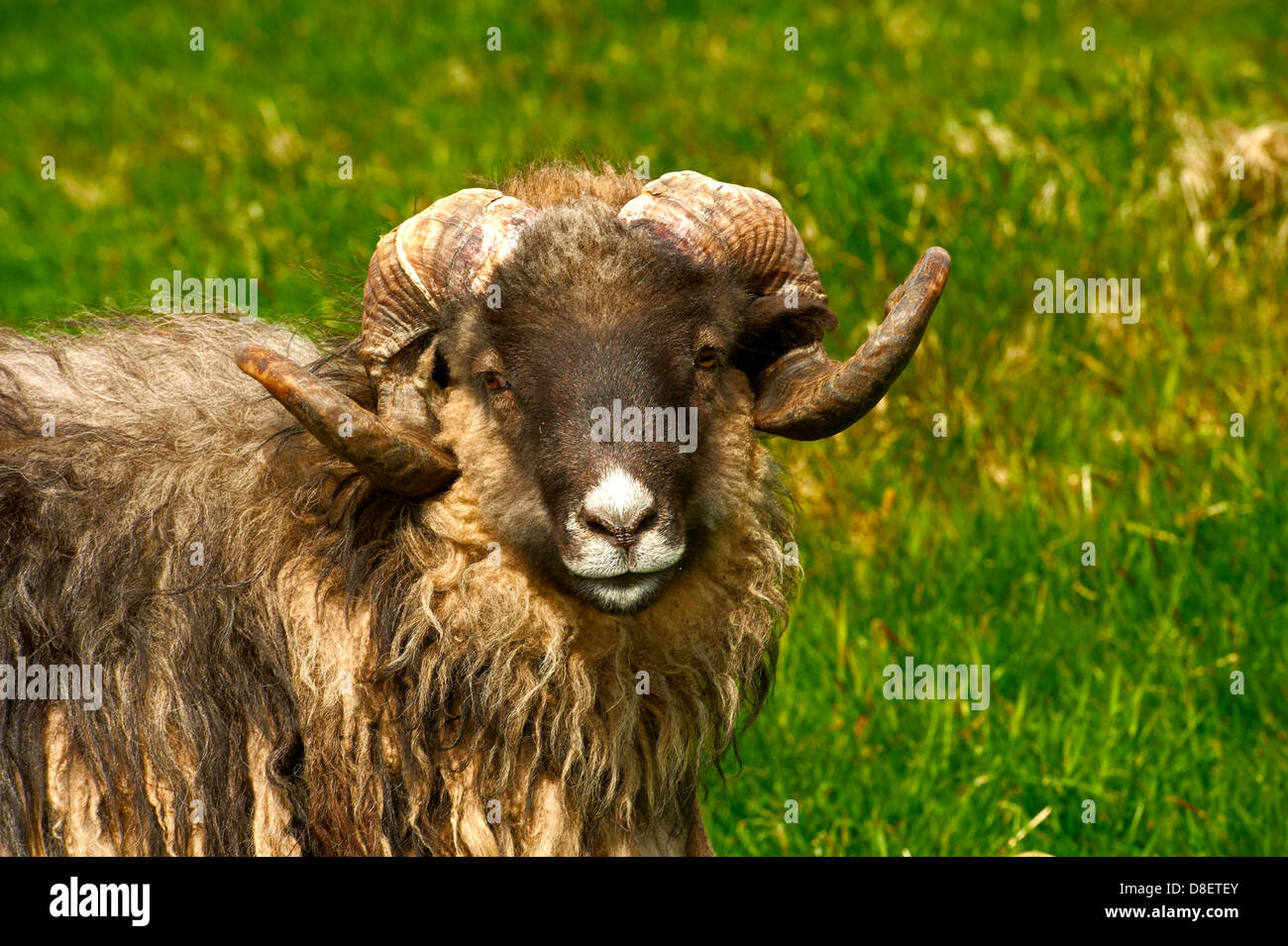 Adult ram sheep in a grass field Stock Photo - Alamy