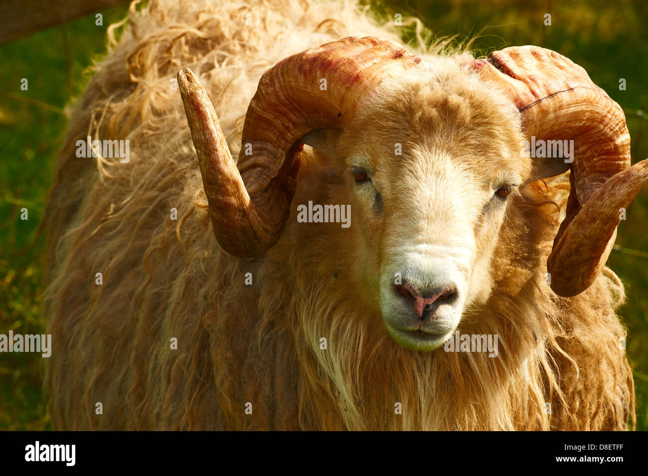 Merino sheep ram hi-res stock photography and images - Alamy