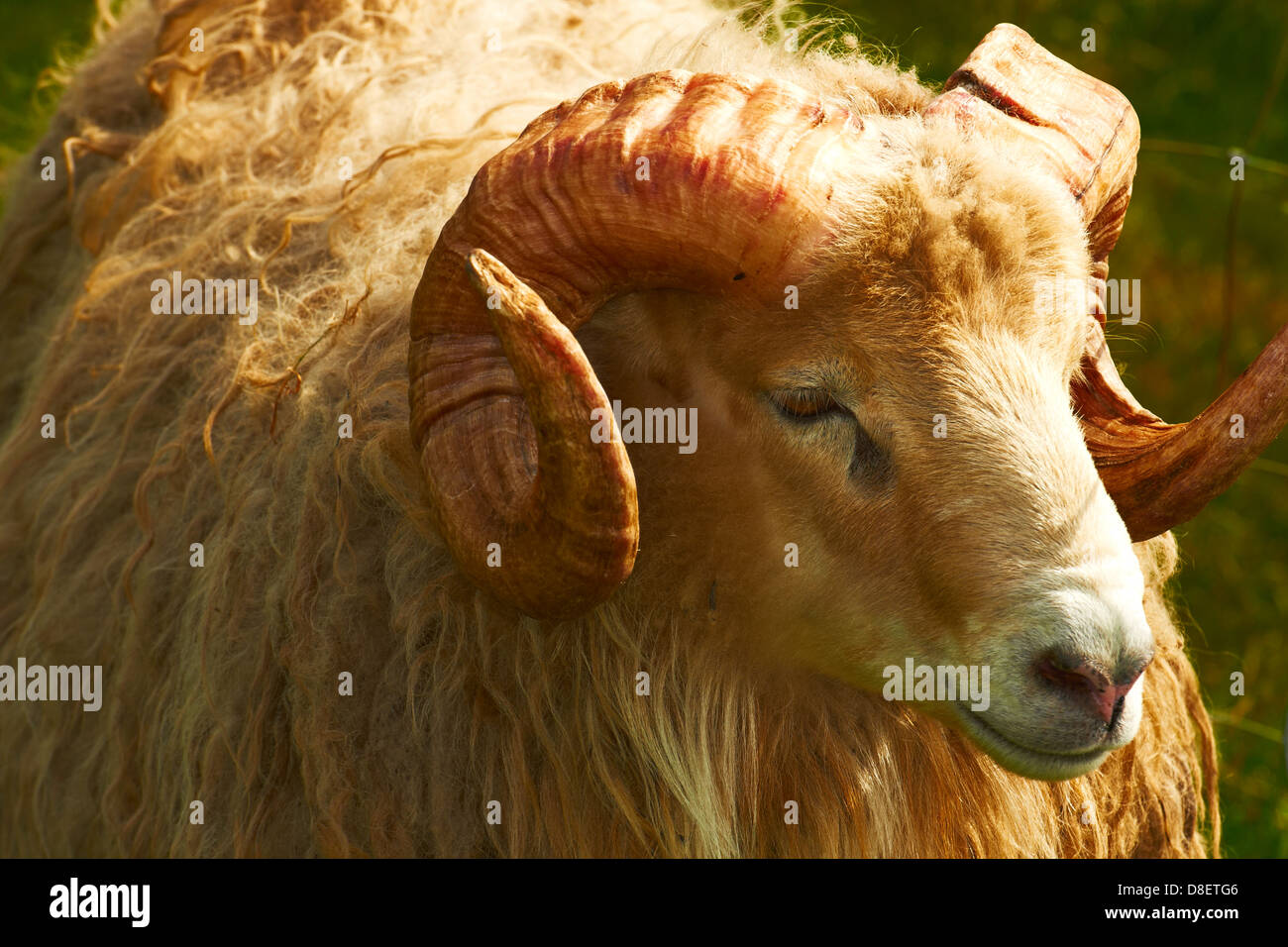 Adult ram sheep in a grass field Stock Photo - Alamy
