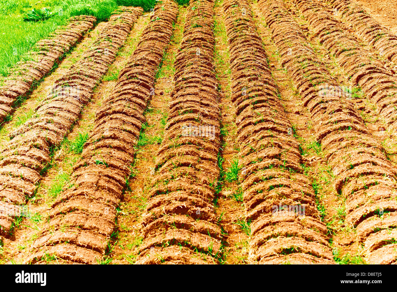Agricultural field potato cultivation hi-res stock photography and ...