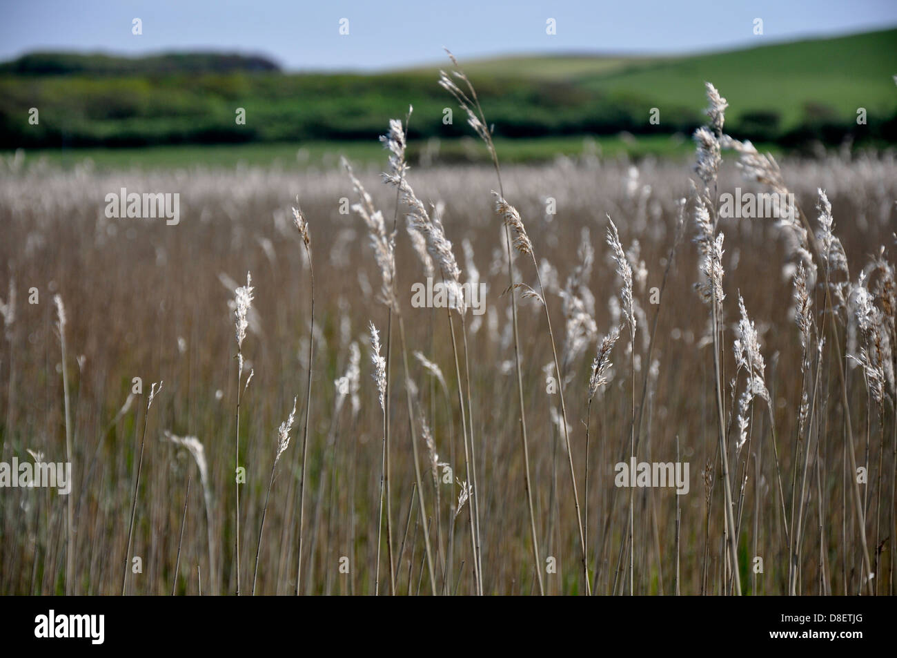 Grasses in field in Dorset England UK Stock Photo - Alamy