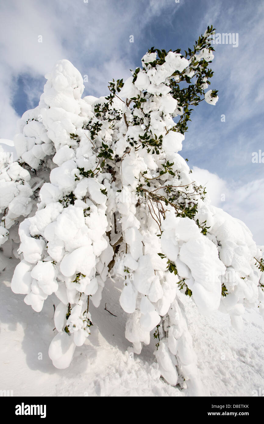 Trees buried by deep snow drifts on the side of Helvellyn in the Lake ...