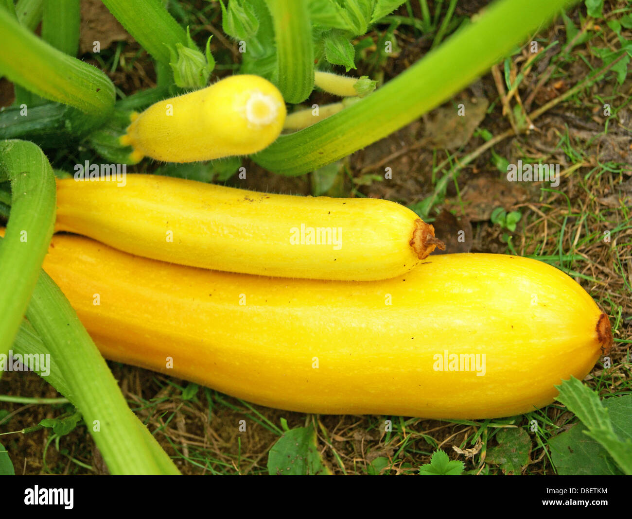 Marrow recipe hi-res stock photography and images - Alamy