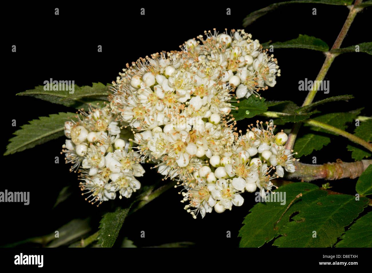 Flower of Rowan Stock Photo - Alamy
