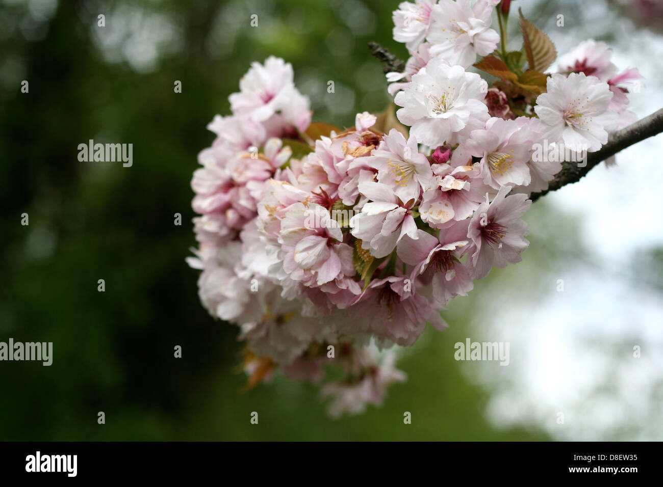 Cherry blossom tree branch Stock Photo - Alamy