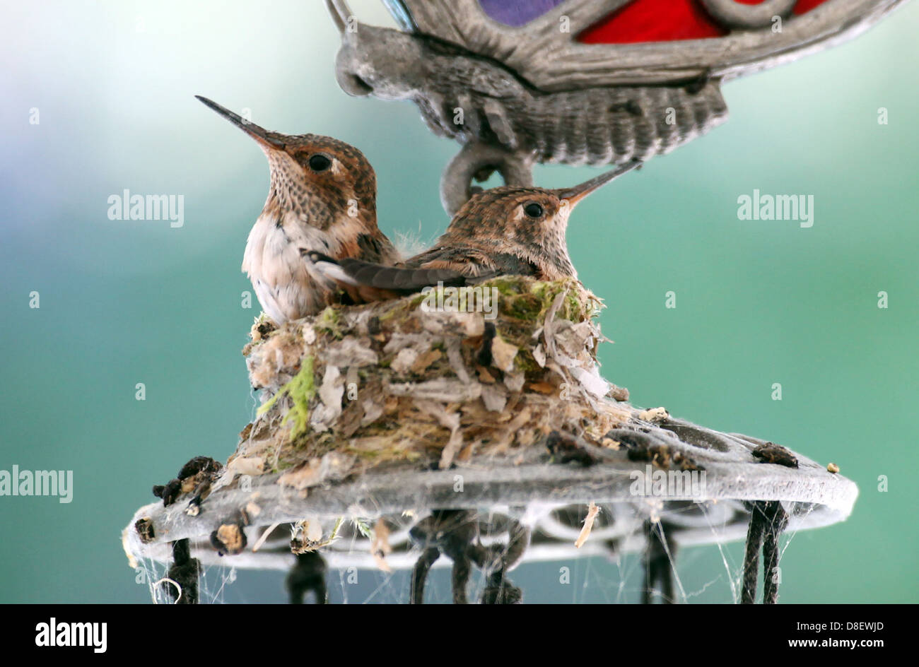 Mother Hummingbird tends to her young in the nest that she built on top ...