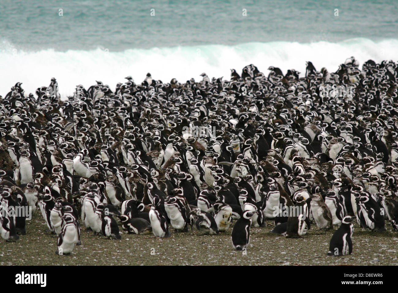 Colony of Magellanic penguins on the beaches of the South Atlantic ...