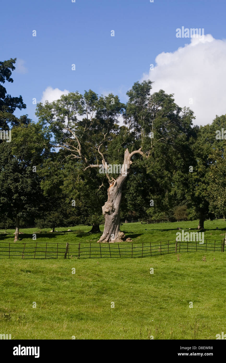 Ancient Ash Tree growing in pasture and parkland near the village of ...