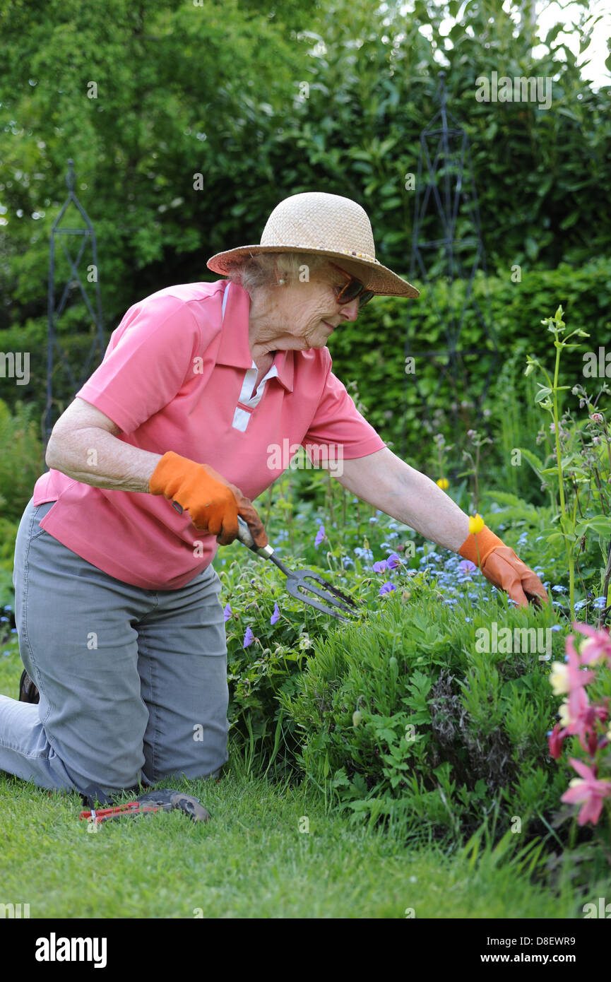 77 year old lady pensioner pruning and weeding in her garden at home in ...