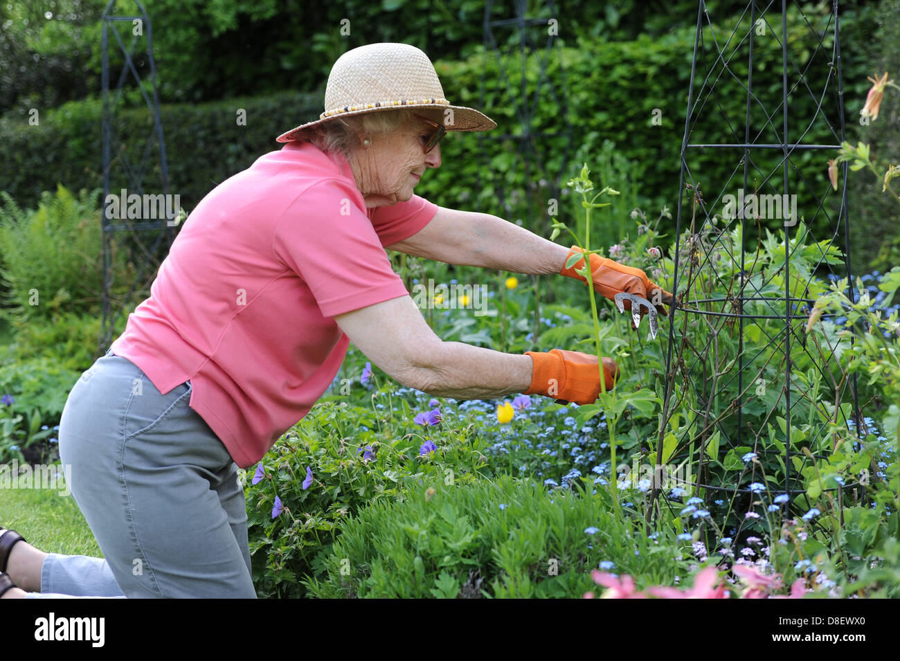 77 year old lady pensioner pruning and weeding in her garden at home in ...