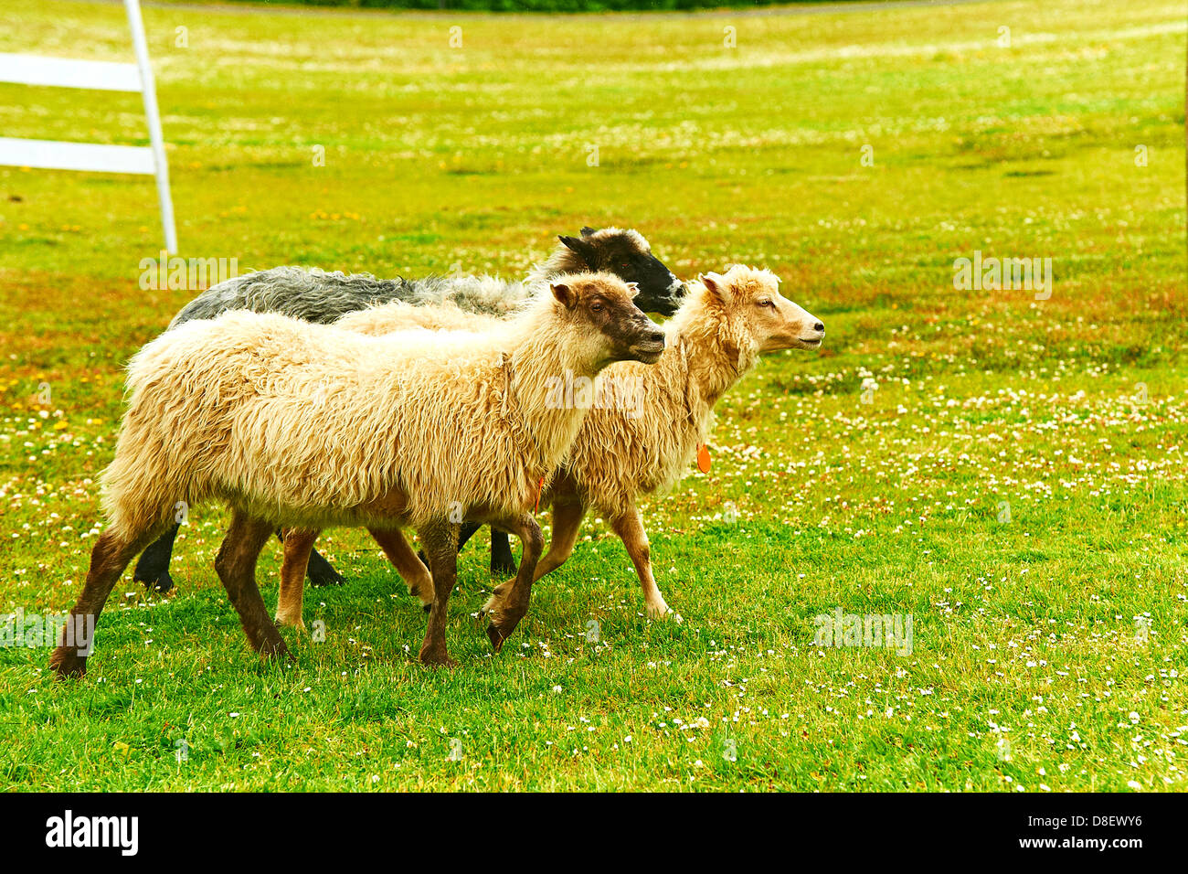 Driving the sheep hi-res stock photography and images - Alamy
