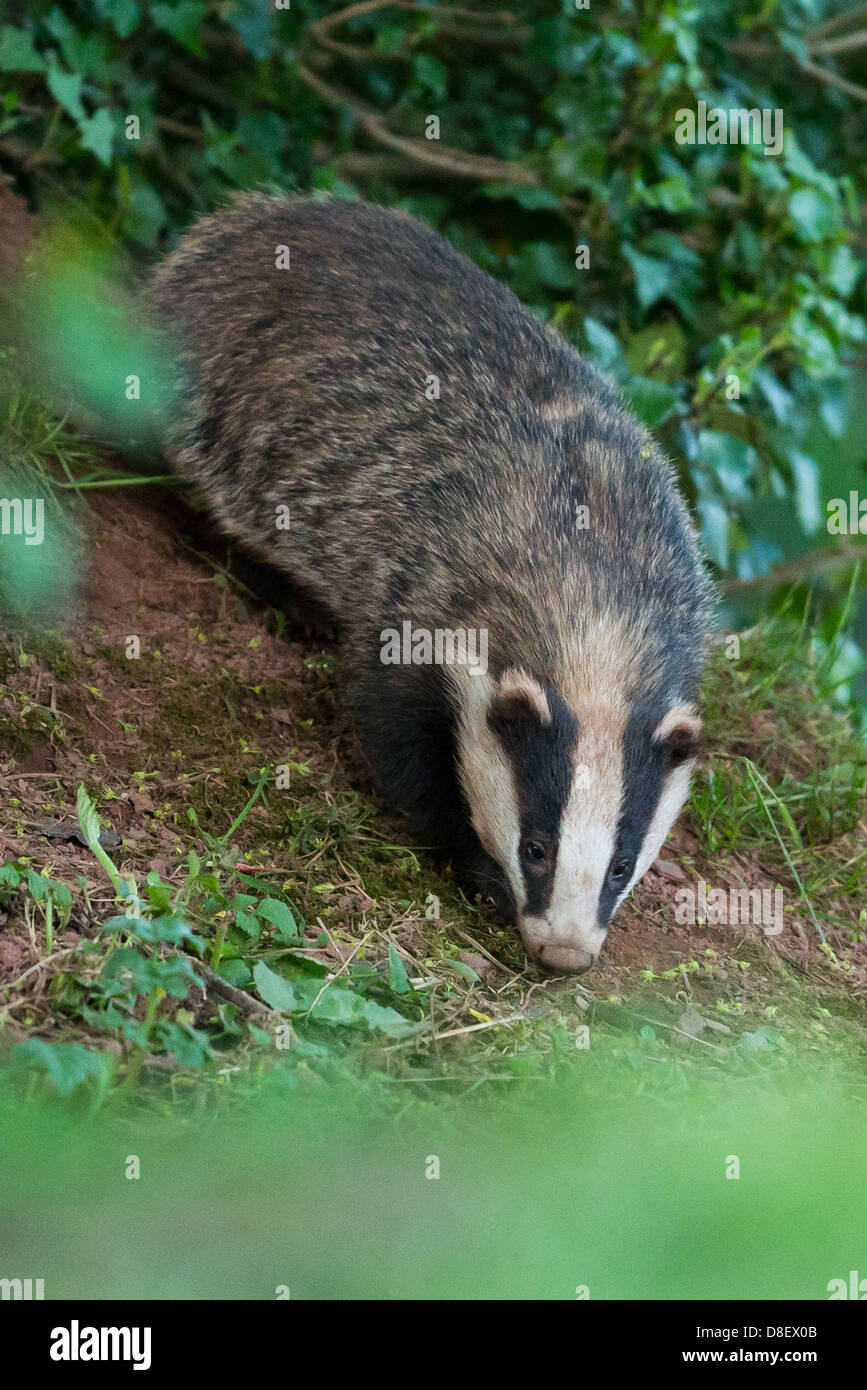 Female Badger (Meles meles) emerging from woodland sett, portrait. UK ...