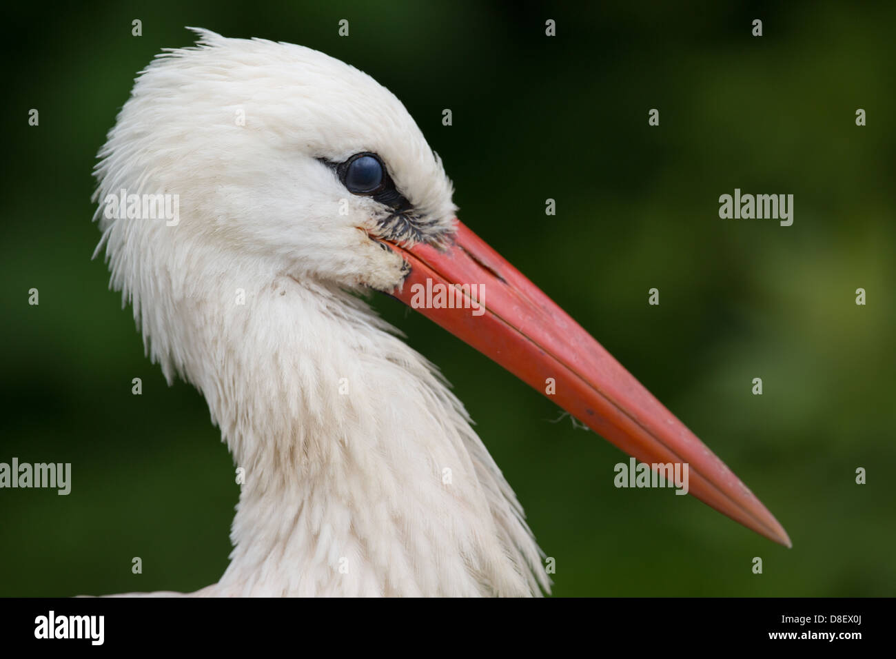 Storck hi-res stock photography and images - Alamy