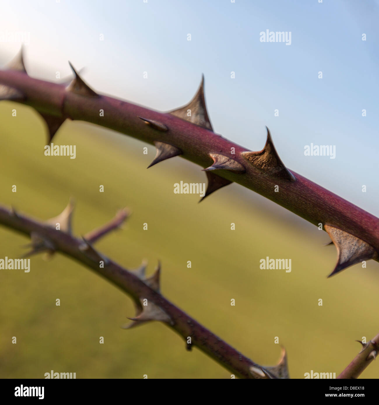 Rose stems hi-res stock photography and images - Alamy