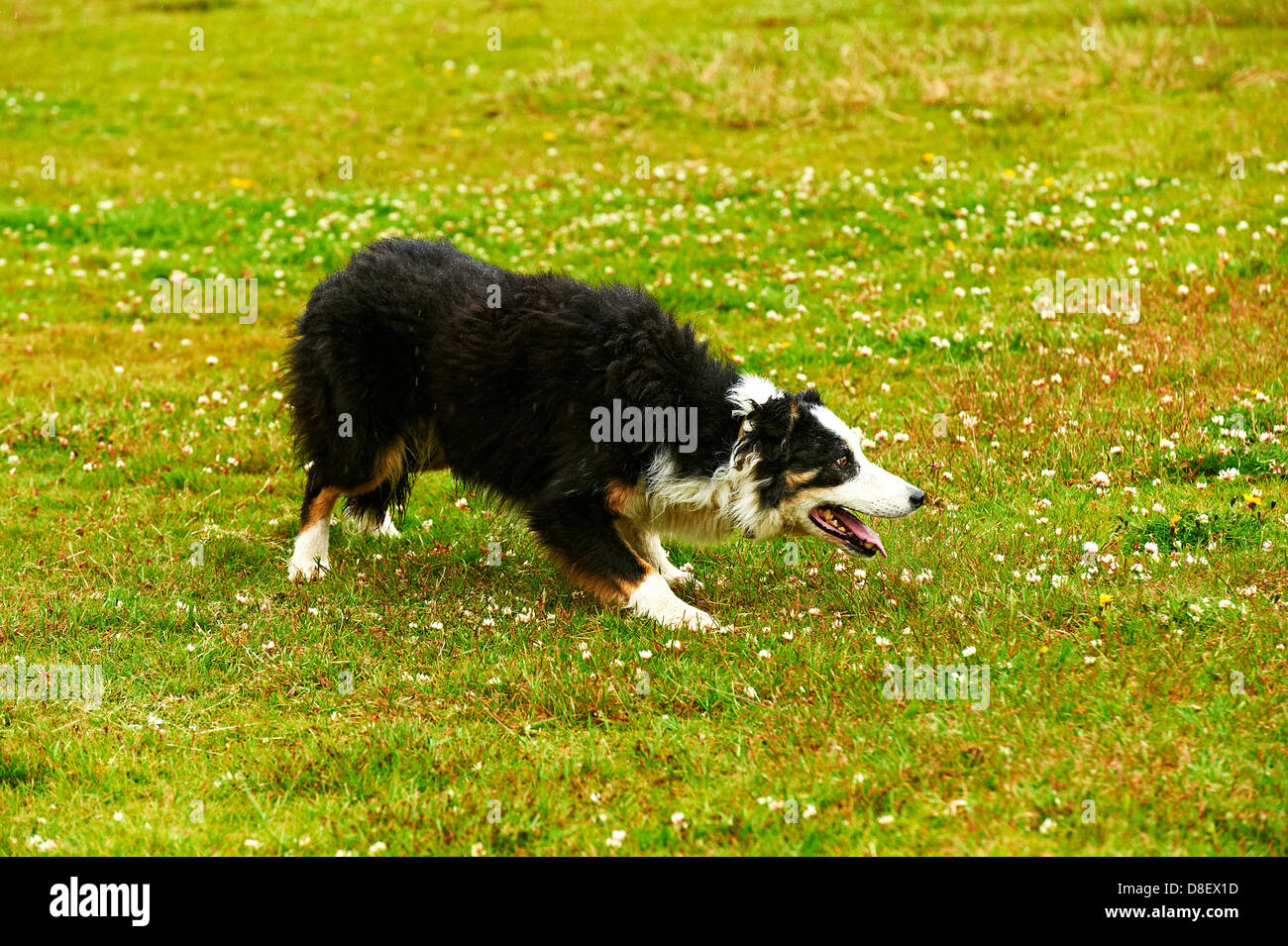 Sheep dog rounding up sheep hi-res stock photography and images - Alamy