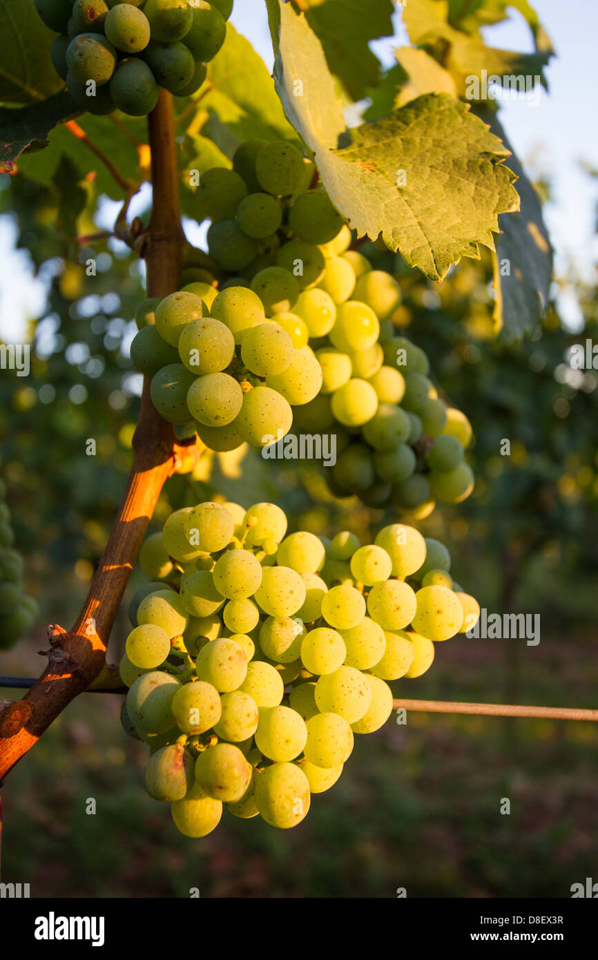 Grapes at vineyard in Pfalz, Germany Stock Photo - Alamy