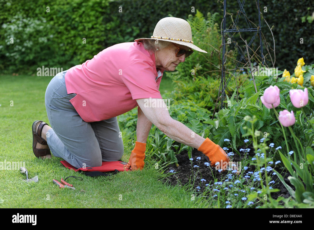 77 year old lady pensioner pruning and weeding in her garden at home in ...