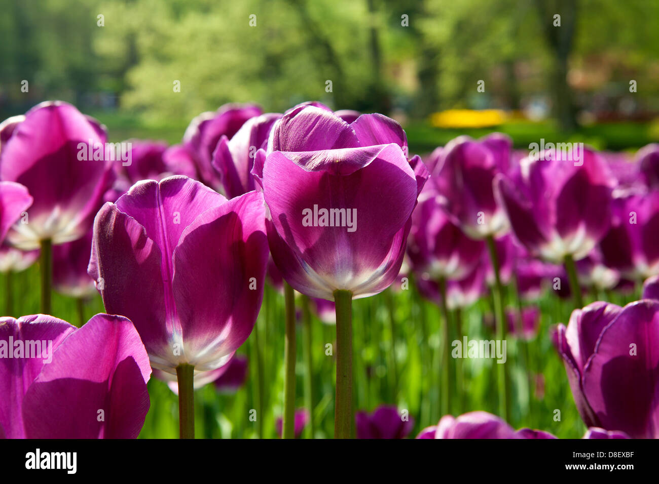 Purple Dutch tulip "Tulipa" flower in closeup Stock Photo - Alamy