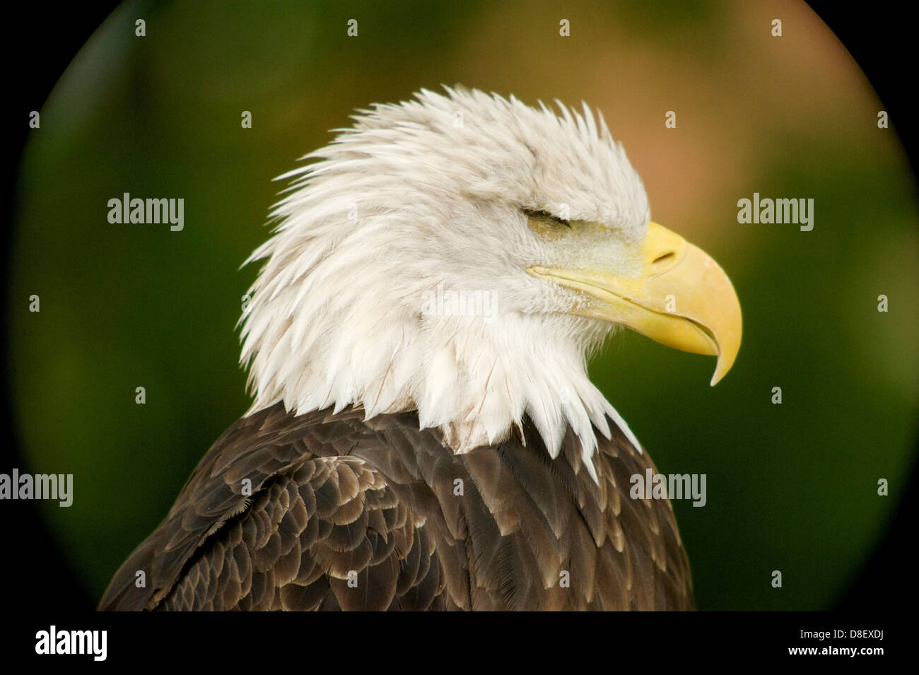 profile of American Bald Eagle on perch Stock Photo - Alamy