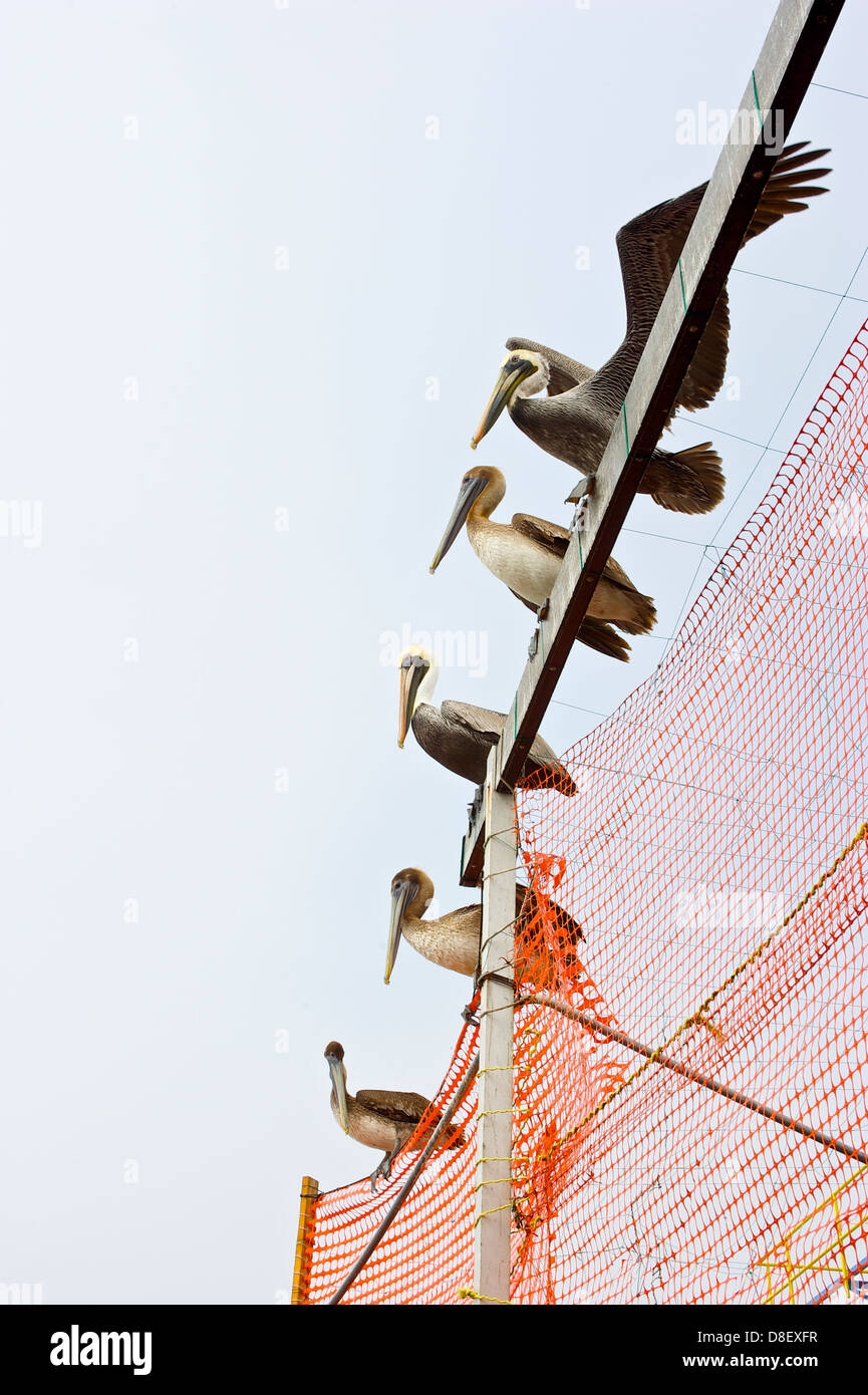 Pelicans on perch hi-res stock photography and images - Alamy