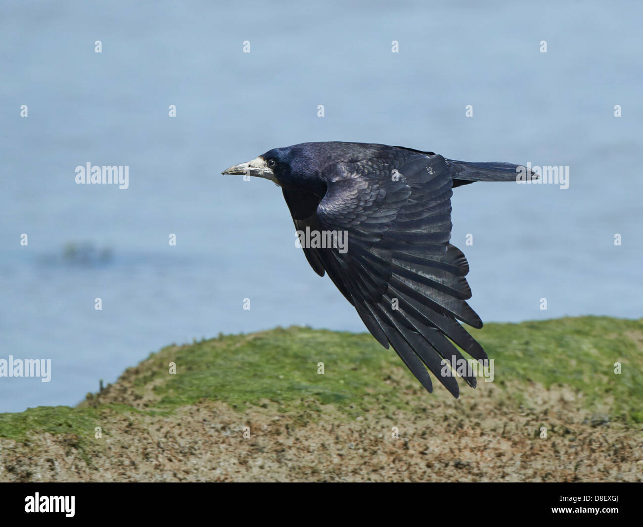 Rook in flight Stock Photo - Alamy
