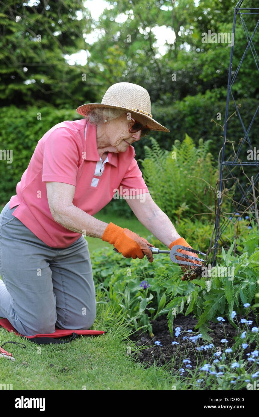 77 year old lady pensioner pruning and weeding in her garden at home in ...