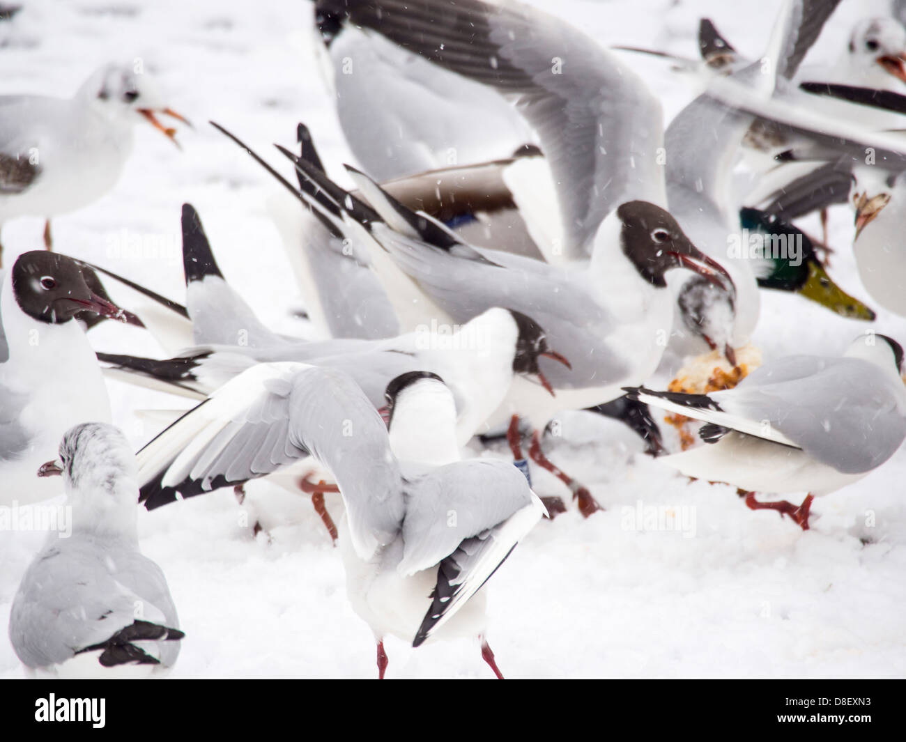 Birds competing for food in the winter snow, Windermere Lake, Lake ...
