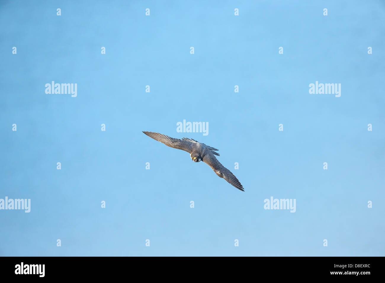 Adult Peregrine Falcon - Falco peregrinus - flying straight into the ...