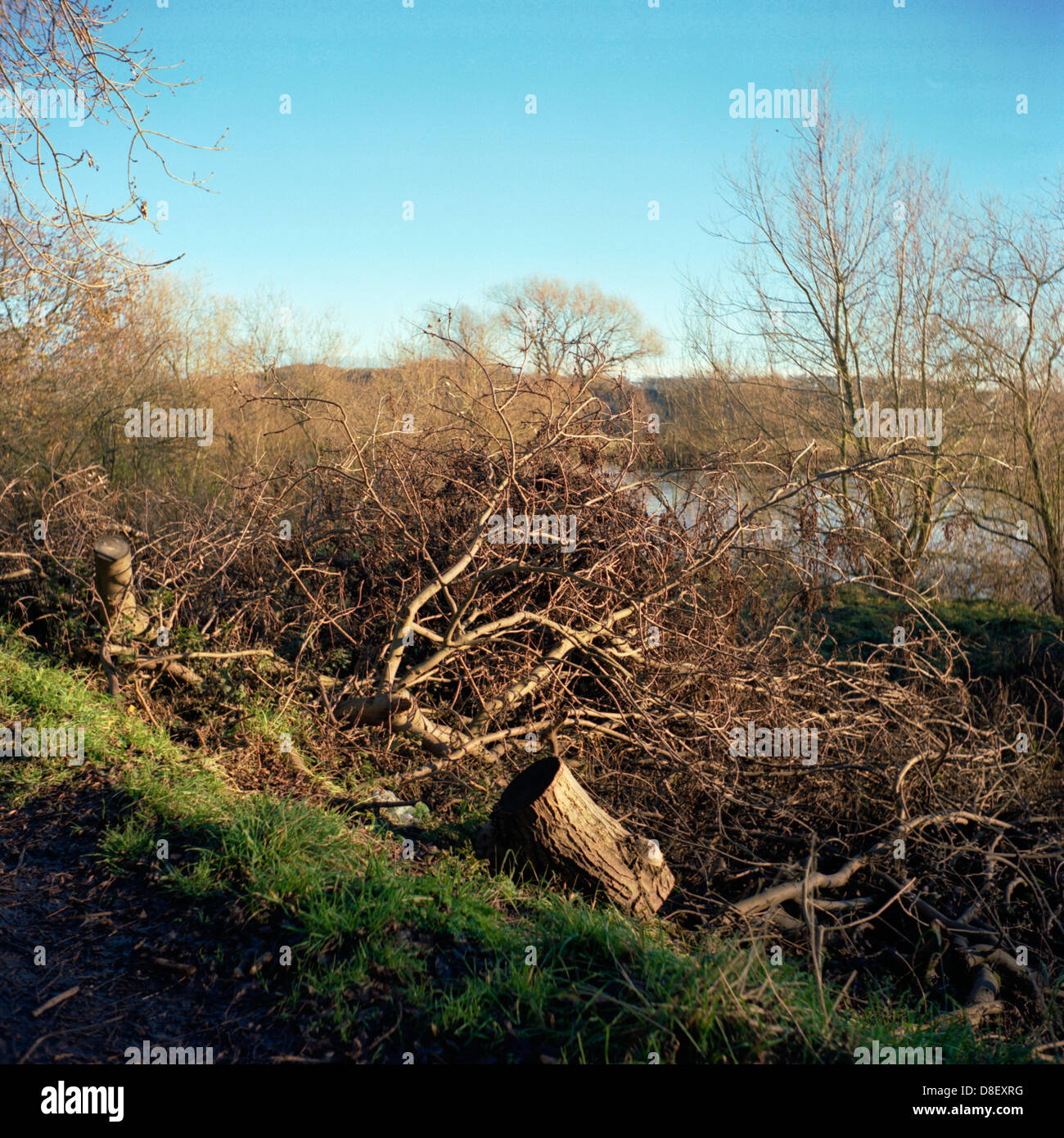 Hedgerow management hi-res stock photography and images - Alamy