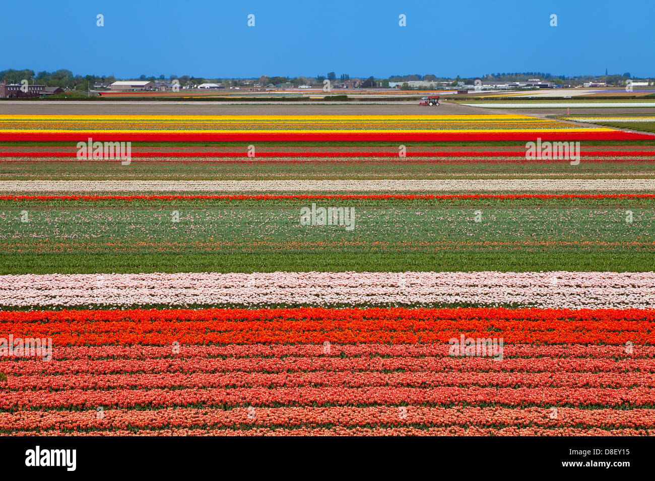 Dutch bulb field of colorful tulips near Lisse Stock Photo - Alamy
