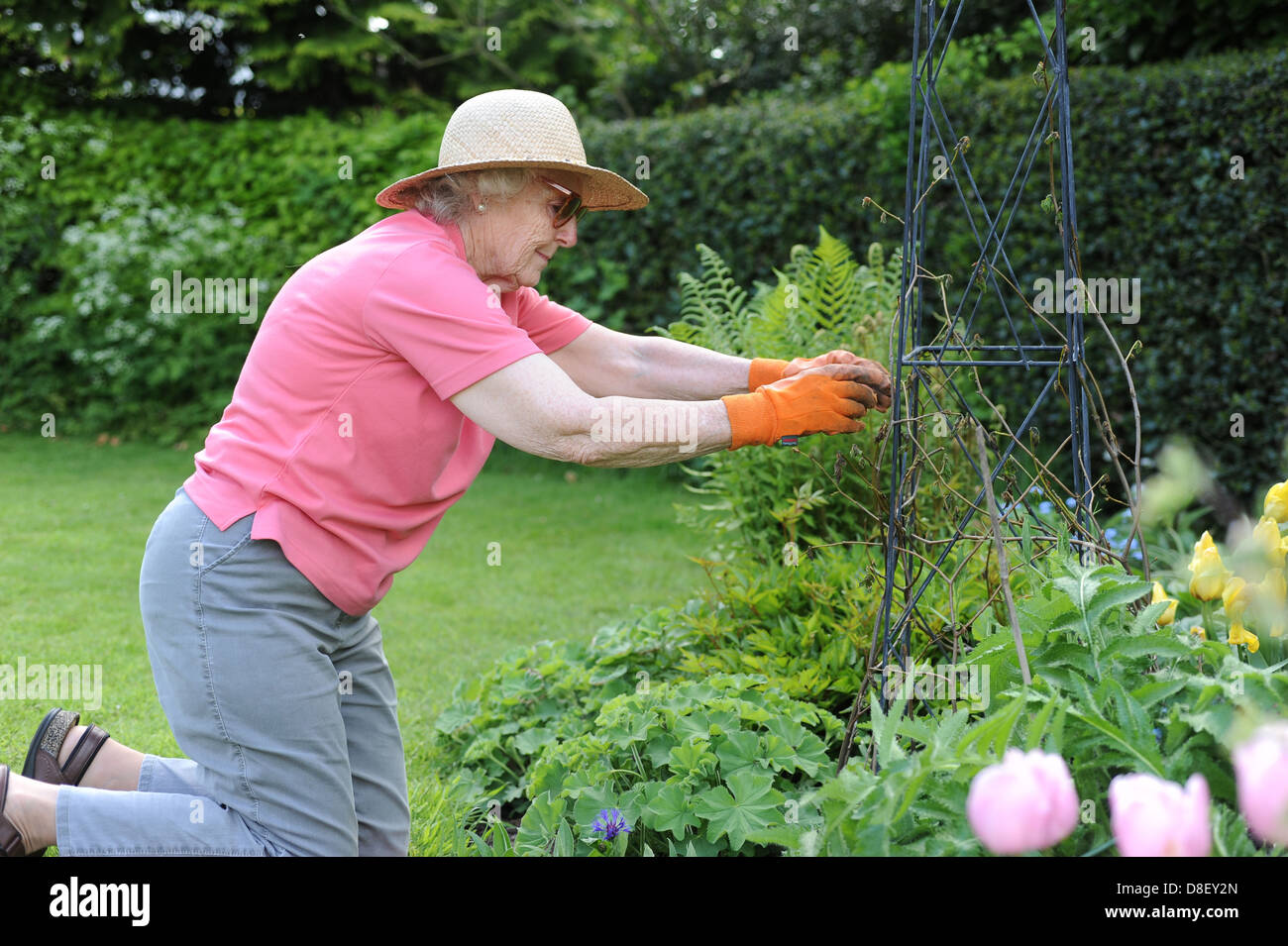77 year old lady pensioner pruning and weeding in her garden at home in ...