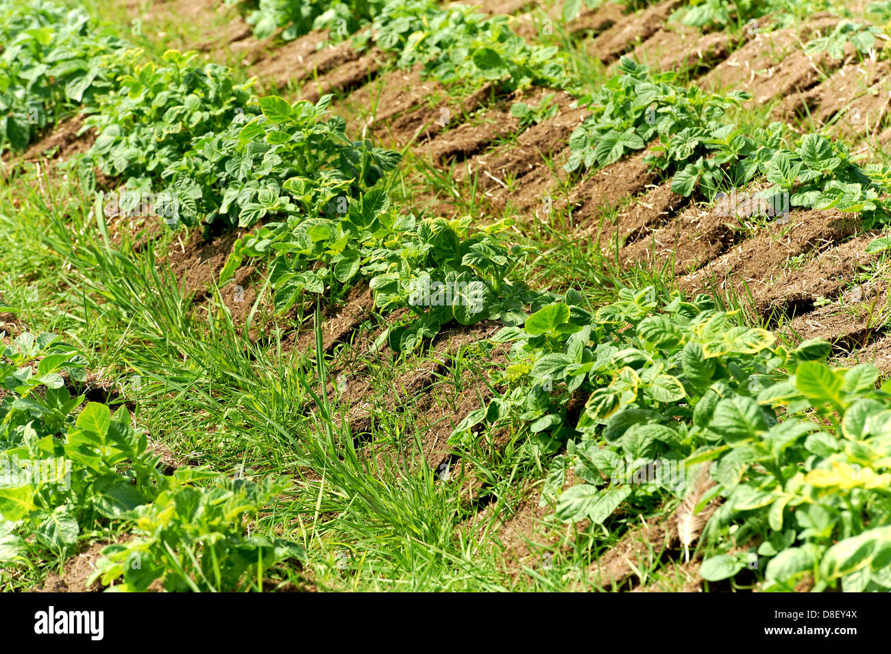 Potato crop furrow field hi-res stock photography and images - Alamy