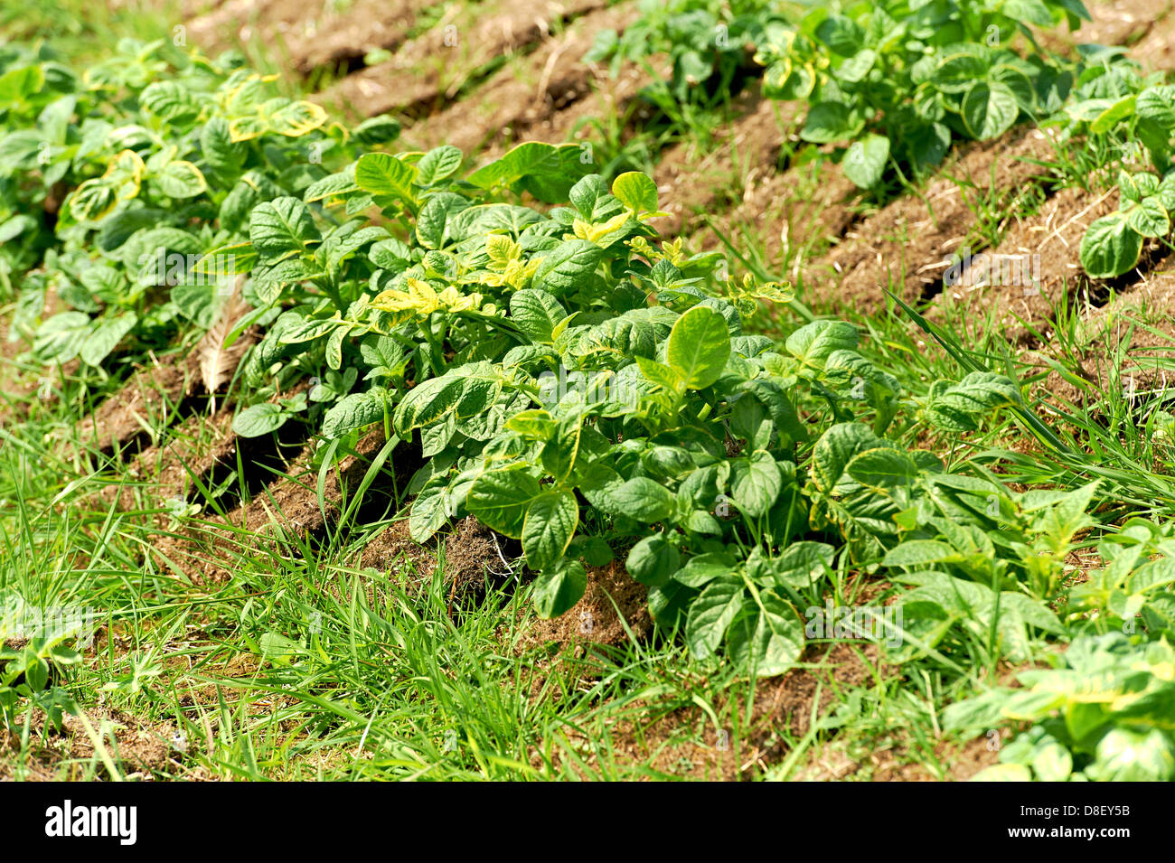 Agricultural field potato cultivation hi-res stock photography and ...