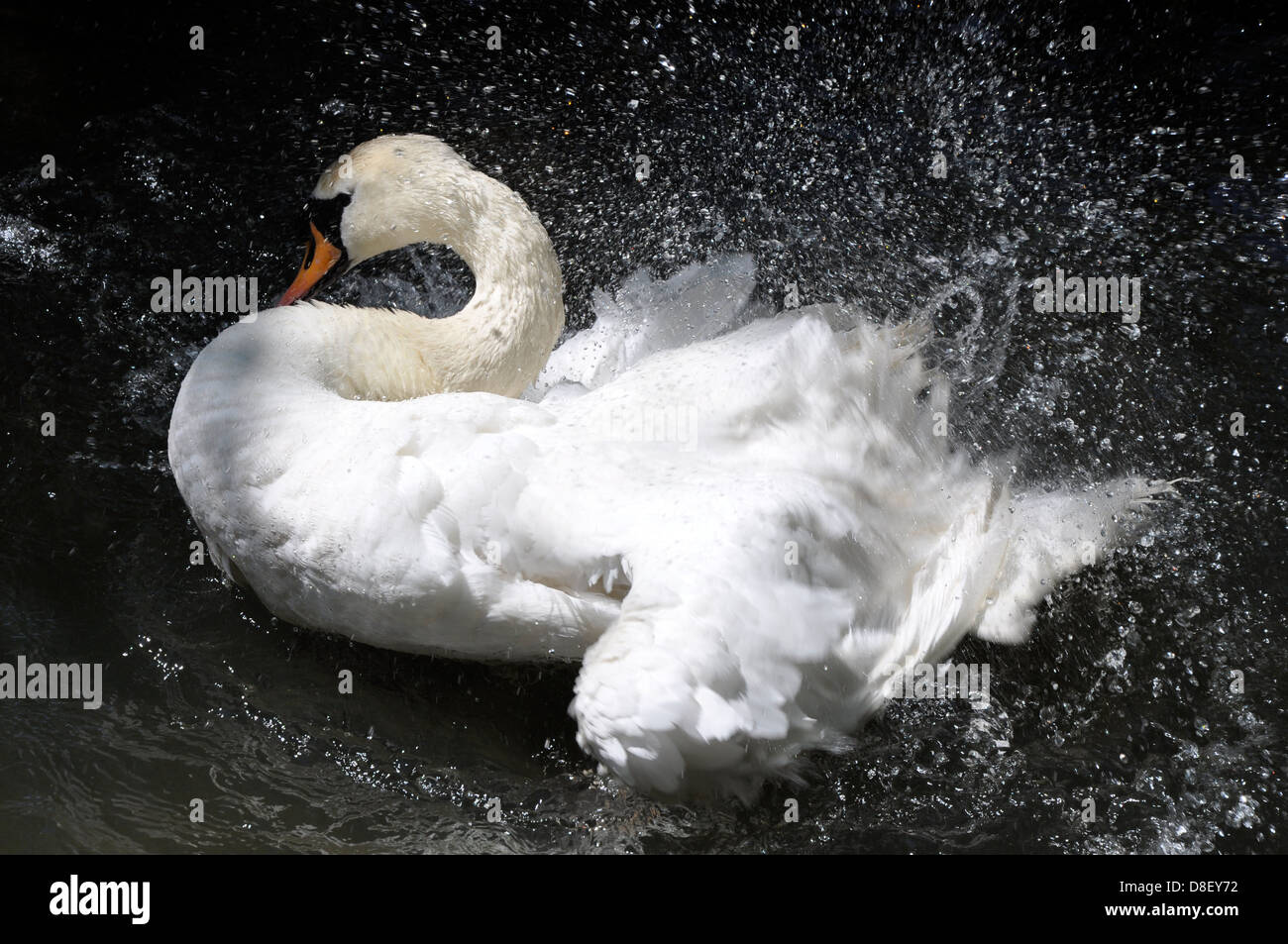 Cleaning flapping Mute swan (Cygnus olor), Abbotsbury Swannery, Dorset ...