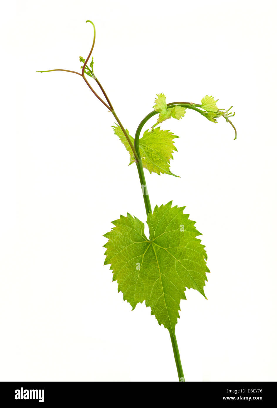 Grape leaves isolated on white Stock Photo - Alamy
